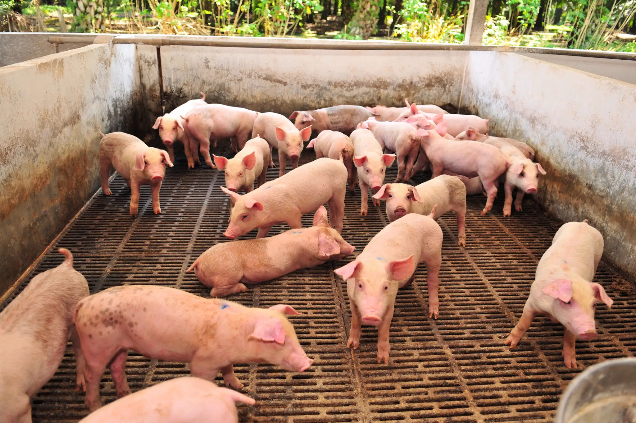 Pesta porcină face ravagii în România! Mii de animale au fost ...