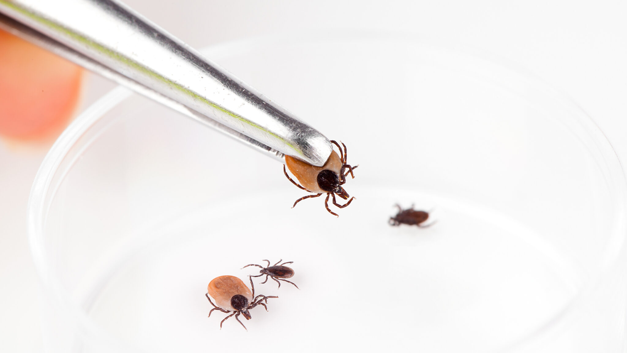 Ferește-te de căpușe! Cât sunt de periculoase, de fapt