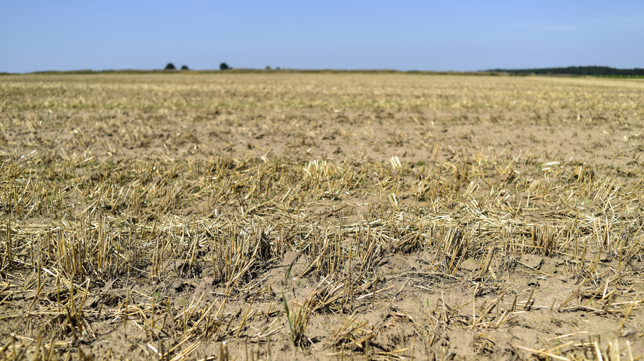 Secetă în România! Care sunt cele mai afectate zone