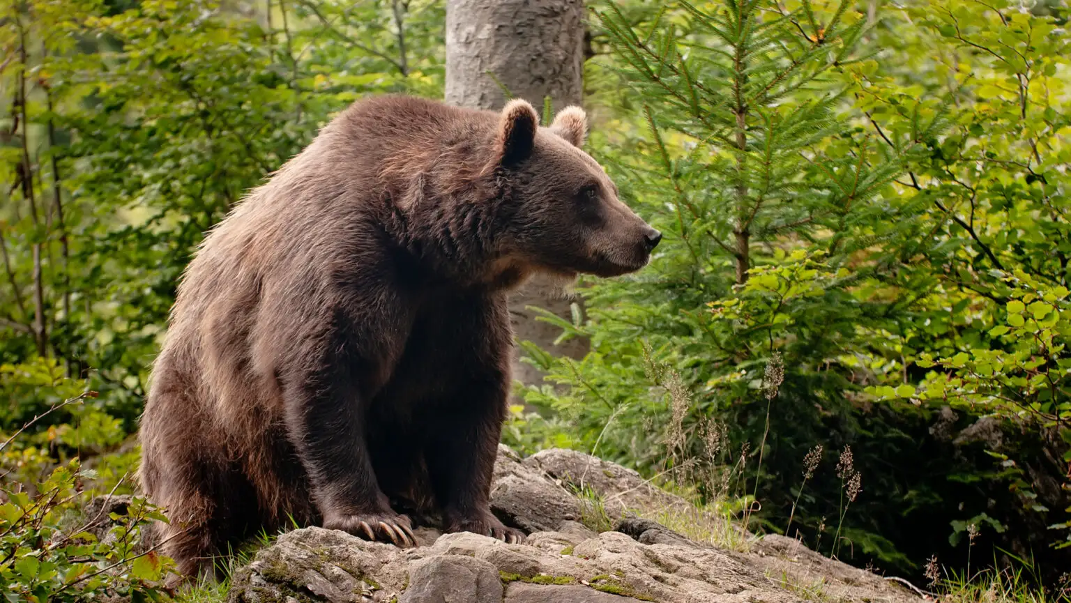 Tanczos Barna cere schimbarea regulilor pentru ursul brun. România ...