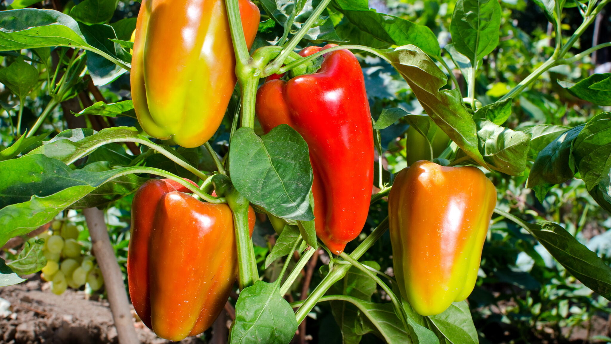 Informație pentru cei cu casa la curte. Distanța care trebuie ...