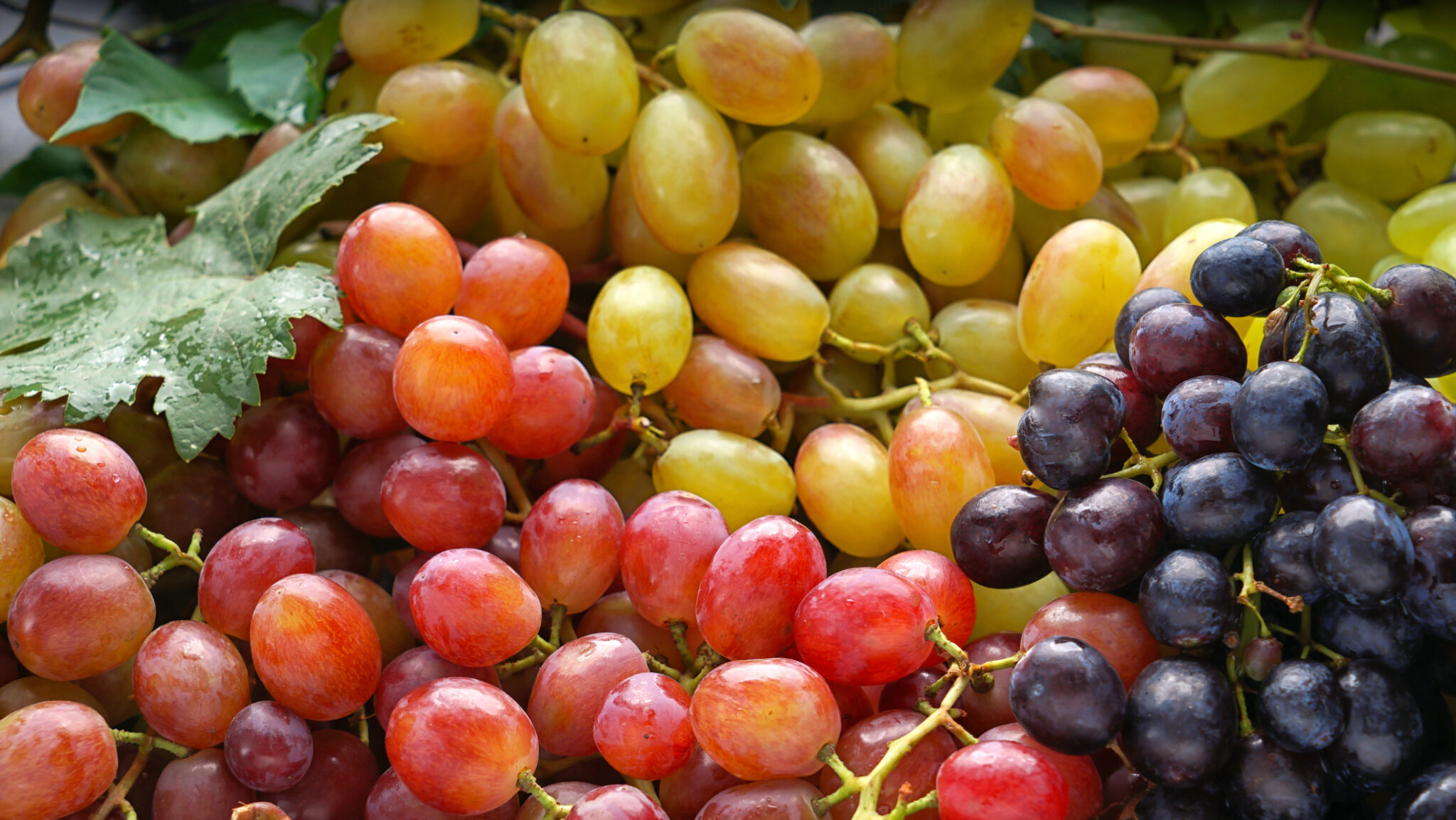 Cum să păstrați strugurii astfel încât să rămână proaspeți cât mai mult ...