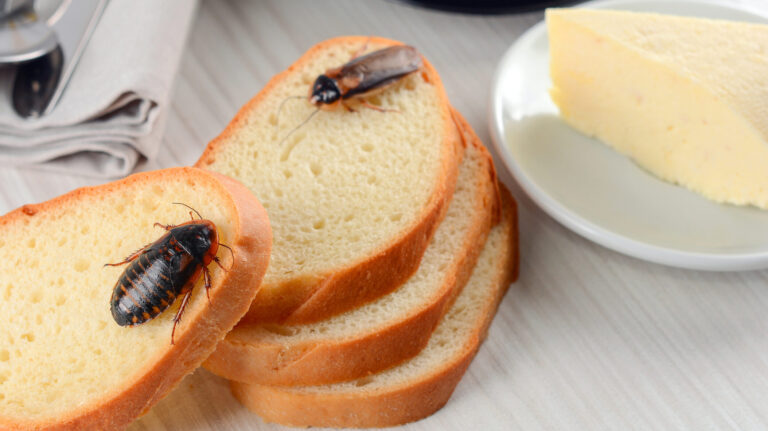 Cum să scăpați de gândacii de bucătărie în cinci pași simpli – Capital