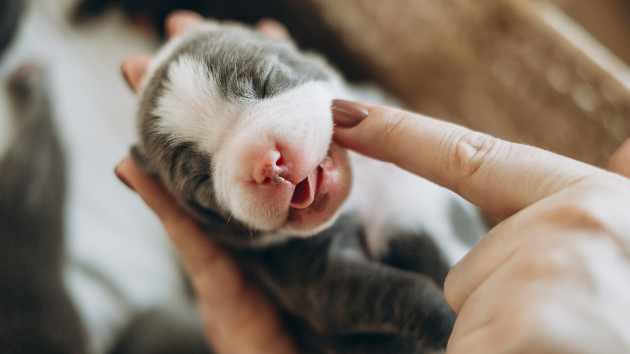 Acești câini vor fi interziși! Decizie pentru proprietari de pe 31 ...