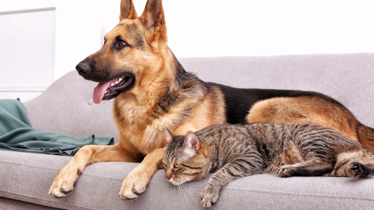 Interzis pentru cei care au câini și pisici! Să se oprească imediat