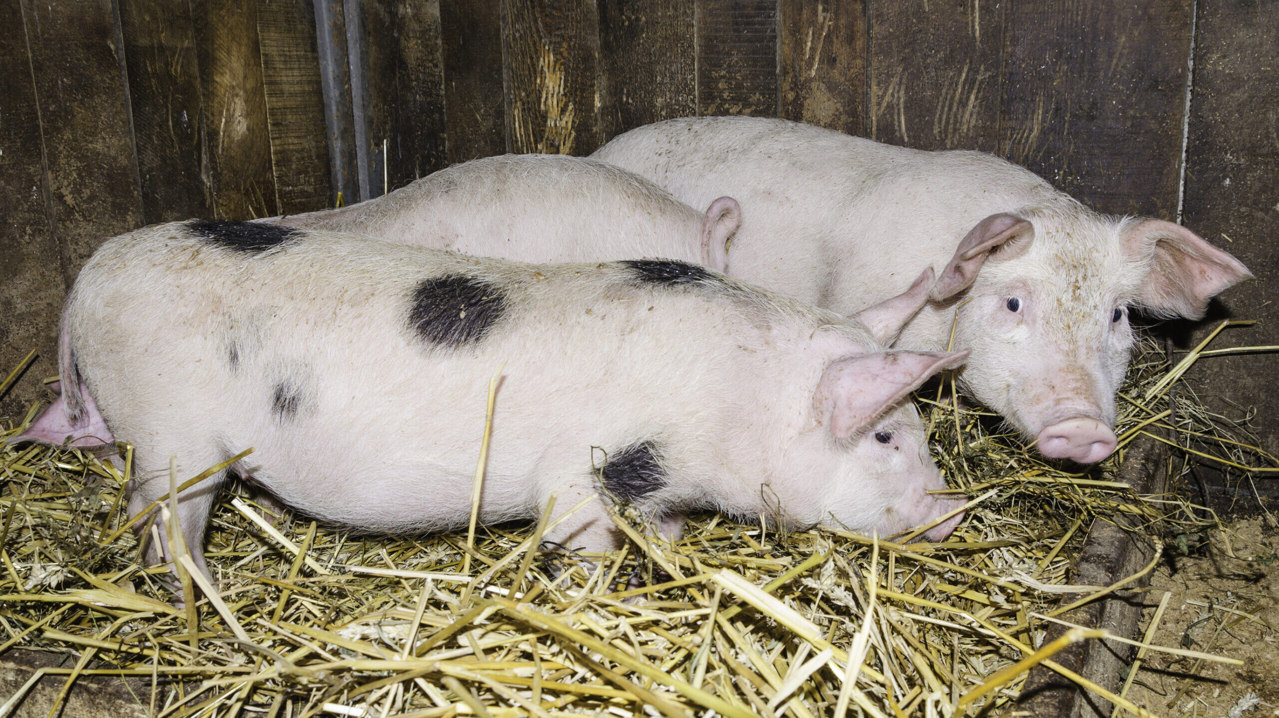 Tradiții și obiceiuri de Ignat. Ce este interzis să faci pe 20 ...