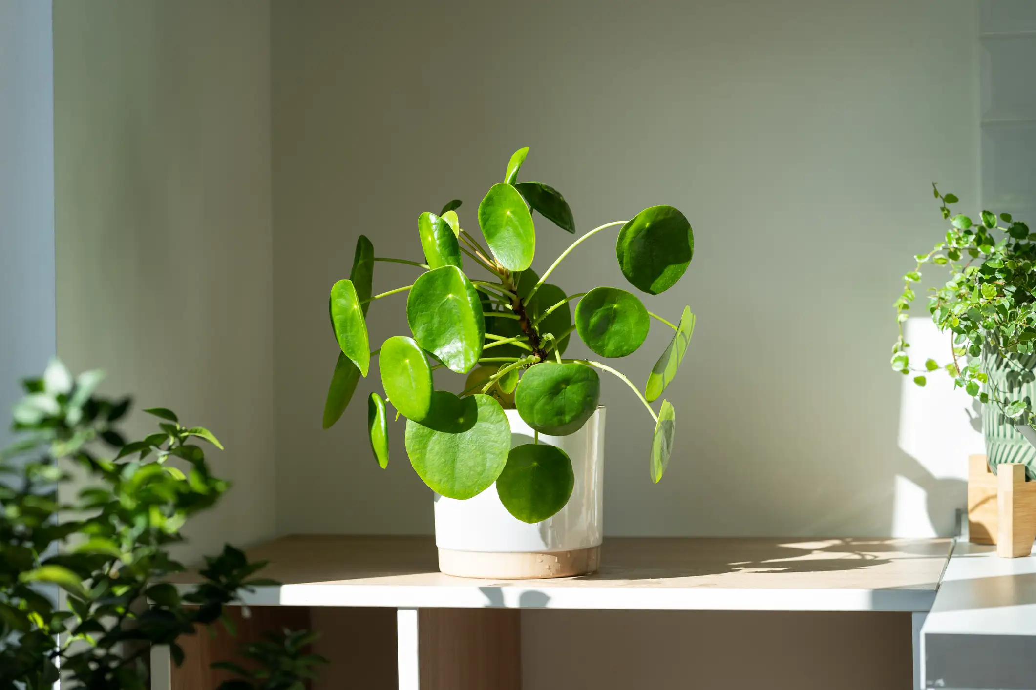 Plantele de apartament care aduc noroc. Nu trebuie să lipsească din ...