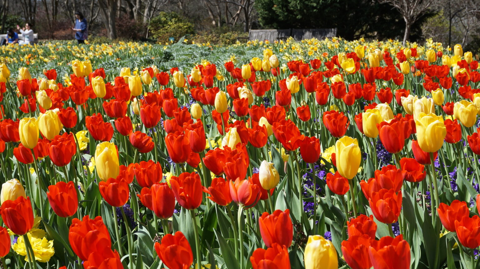 Prețul lalelelor a explodat. Un fir costă mai mult decât kilogramul de ...