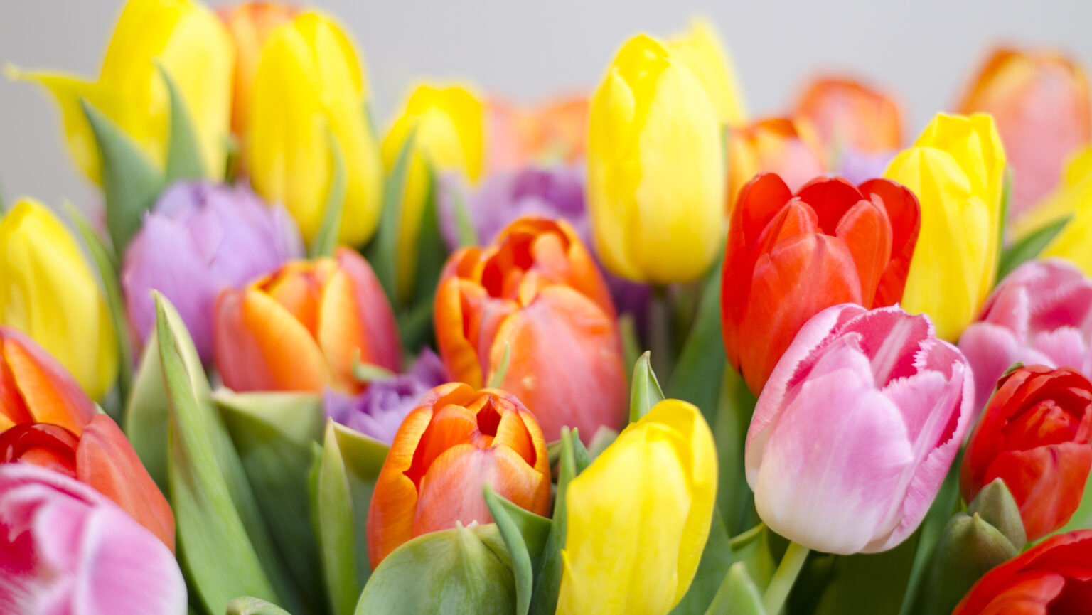 Prețul lalelelor a explodat. Un fir costă mai mult decât kilogramul de ...