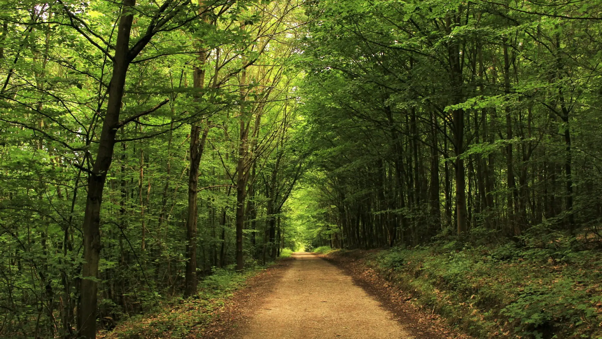 România va avea un nou parc național. E deja „plămânul verde” de 724 ha ...