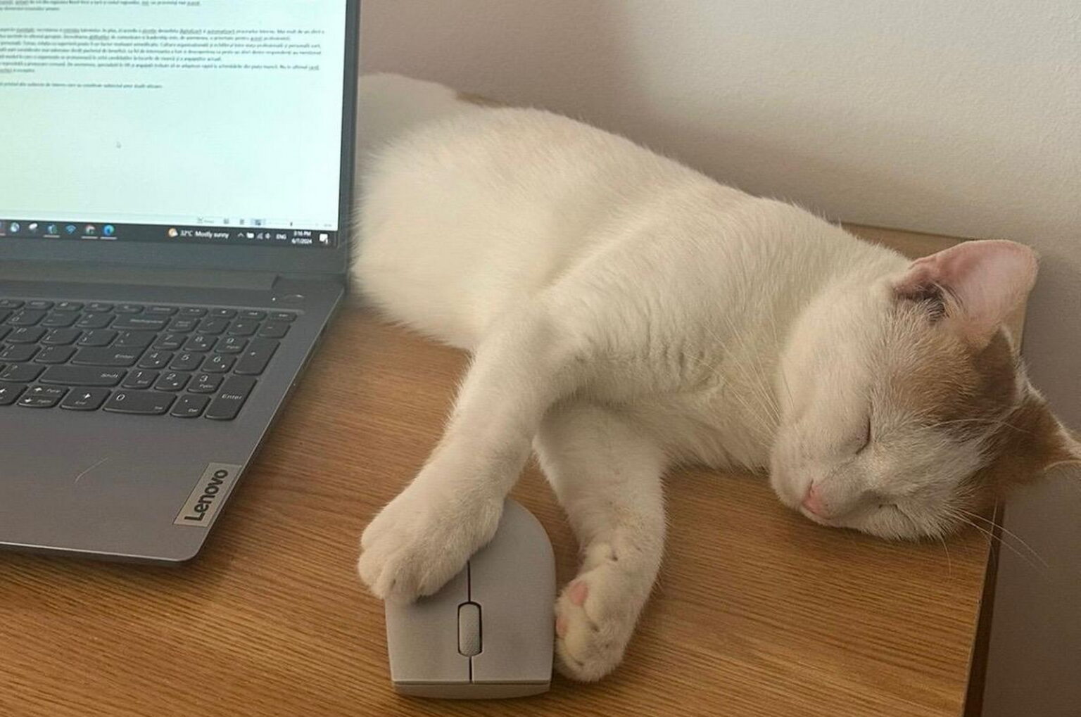 Reguli pentru cei care au pisici în apartament. S-a stabilit că este total interzis – Capital