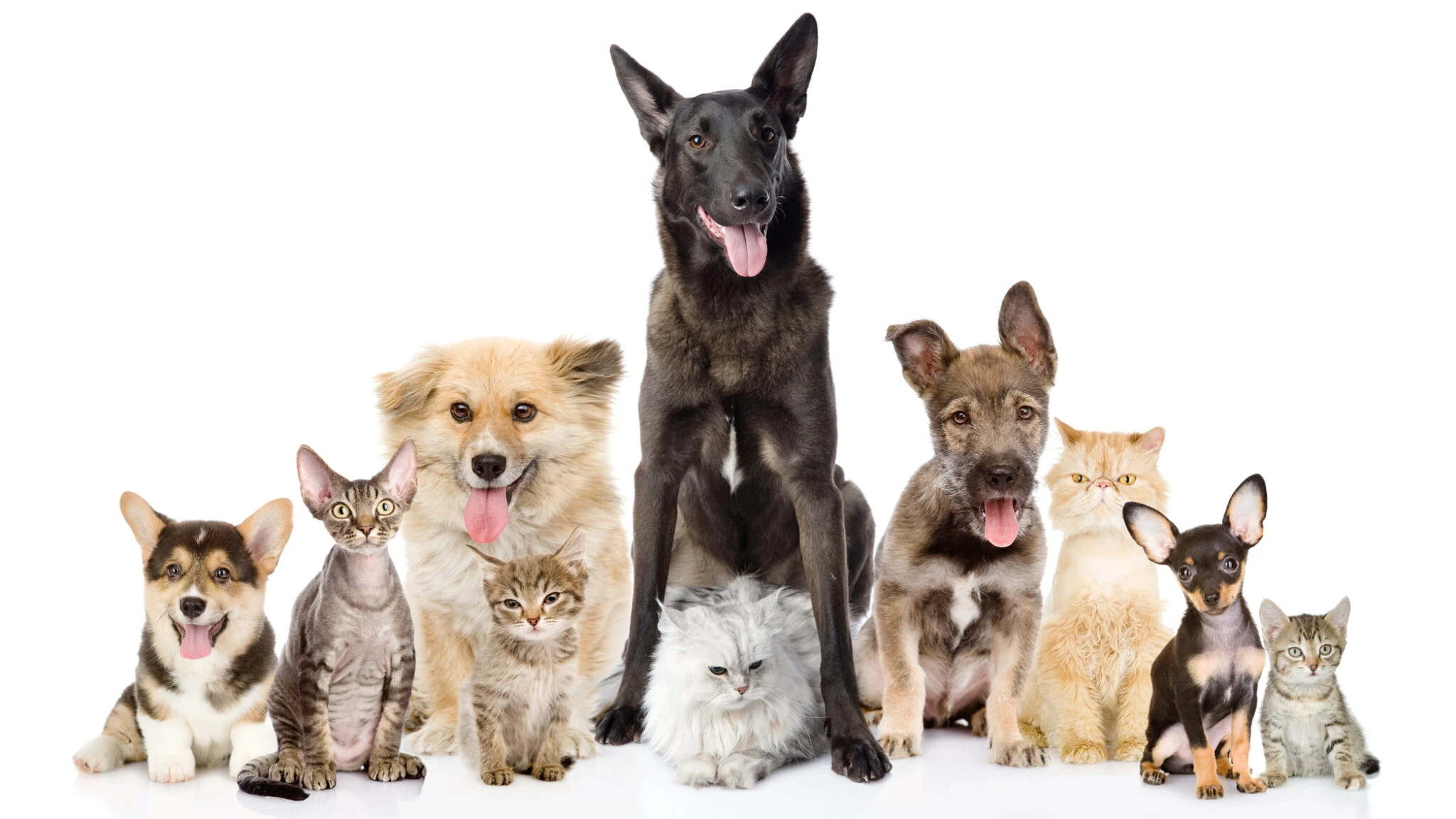 Lege pentru stăpânii de câini care stau la casă sau la bloc. Ai 5 zile