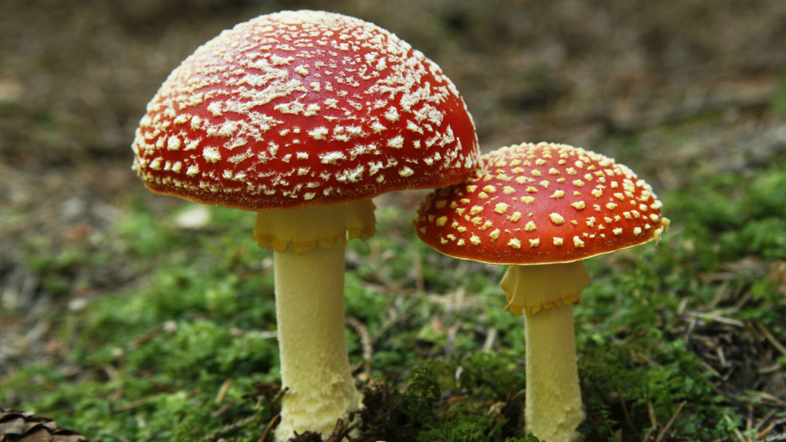 Ciupercile de care trebuie să ne ferim. Sunt extrem de toxice. Cum le ...