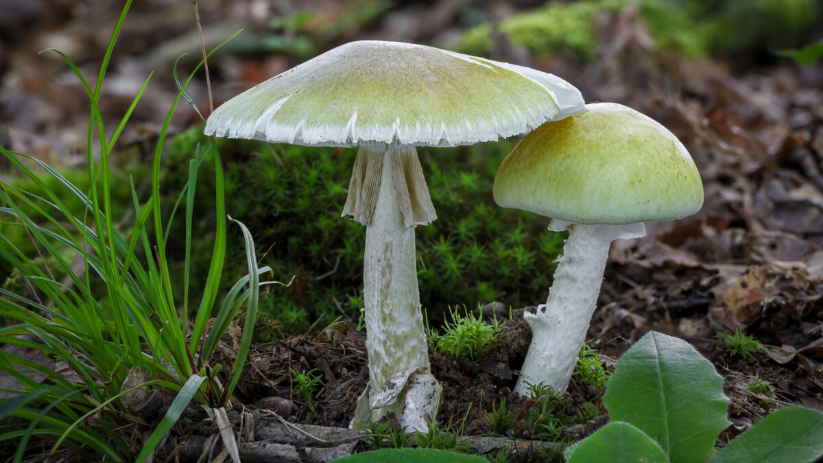 Ciupercile de care trebuie să ne ferim. Sunt extrem de toxice. Cum le ...