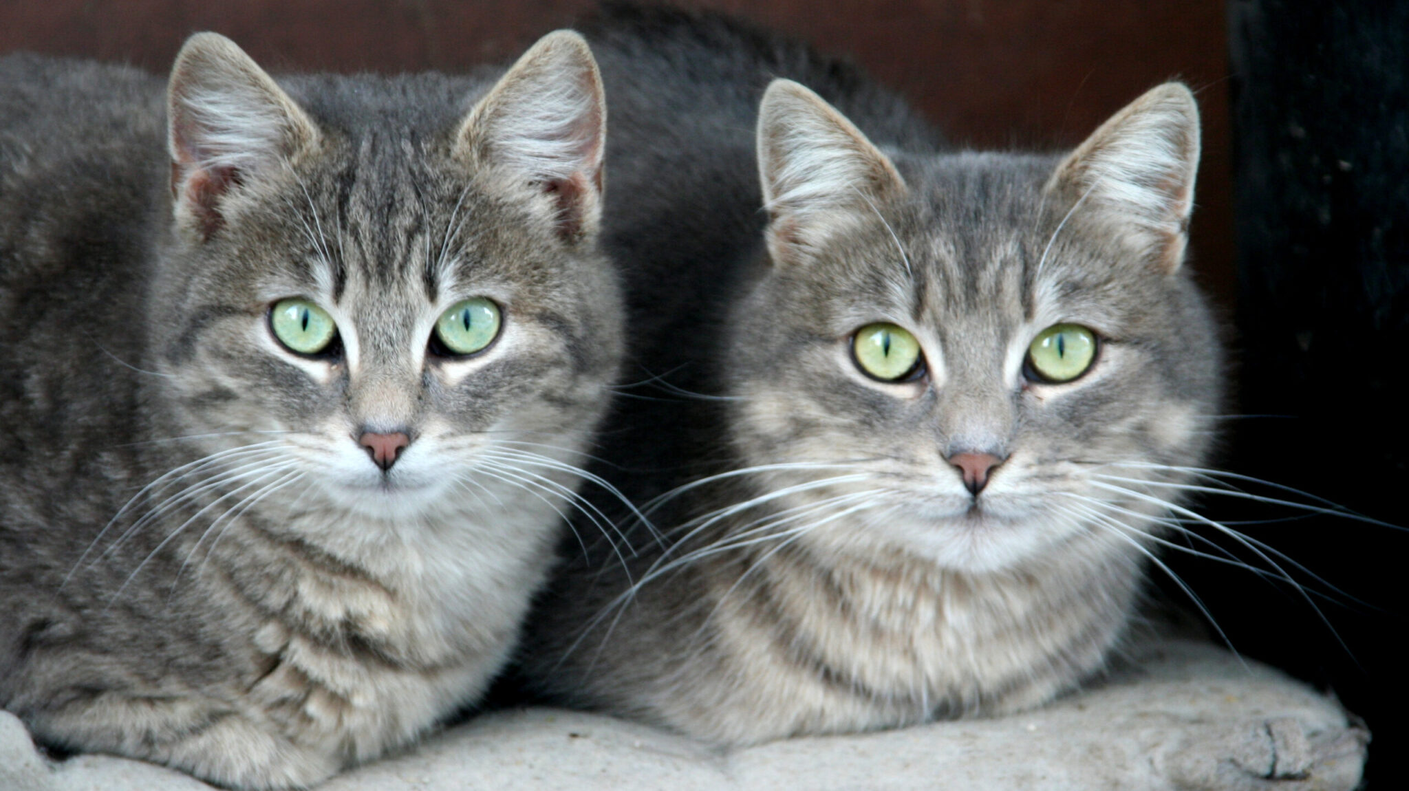 Amendă de 12.000 de lei pentru românii care au pisici. Este interzis pentru proprietarii de ...