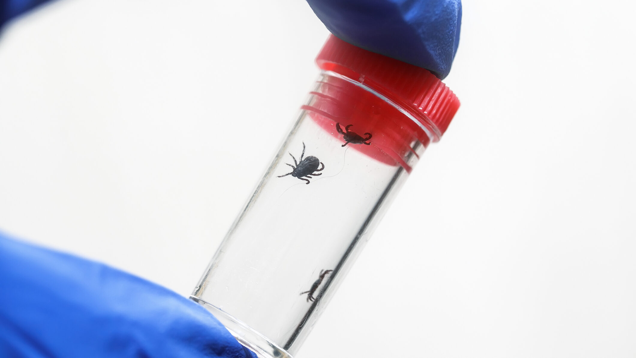 Cele mai periculoase insecte din lume. Abia le vezi cu ochiul liber ...