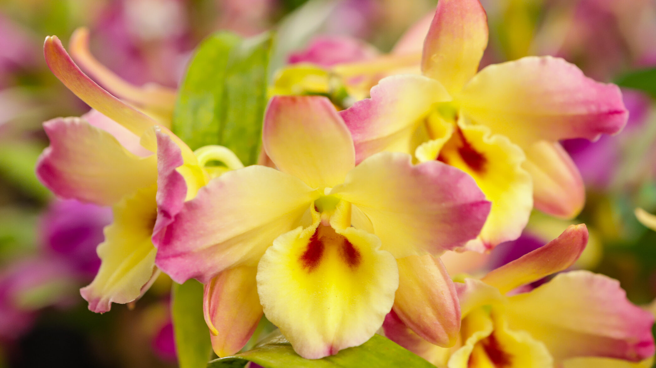 Cum să îngrijiți Orhideea Dendrobium Nobile. Este o plantă de ...