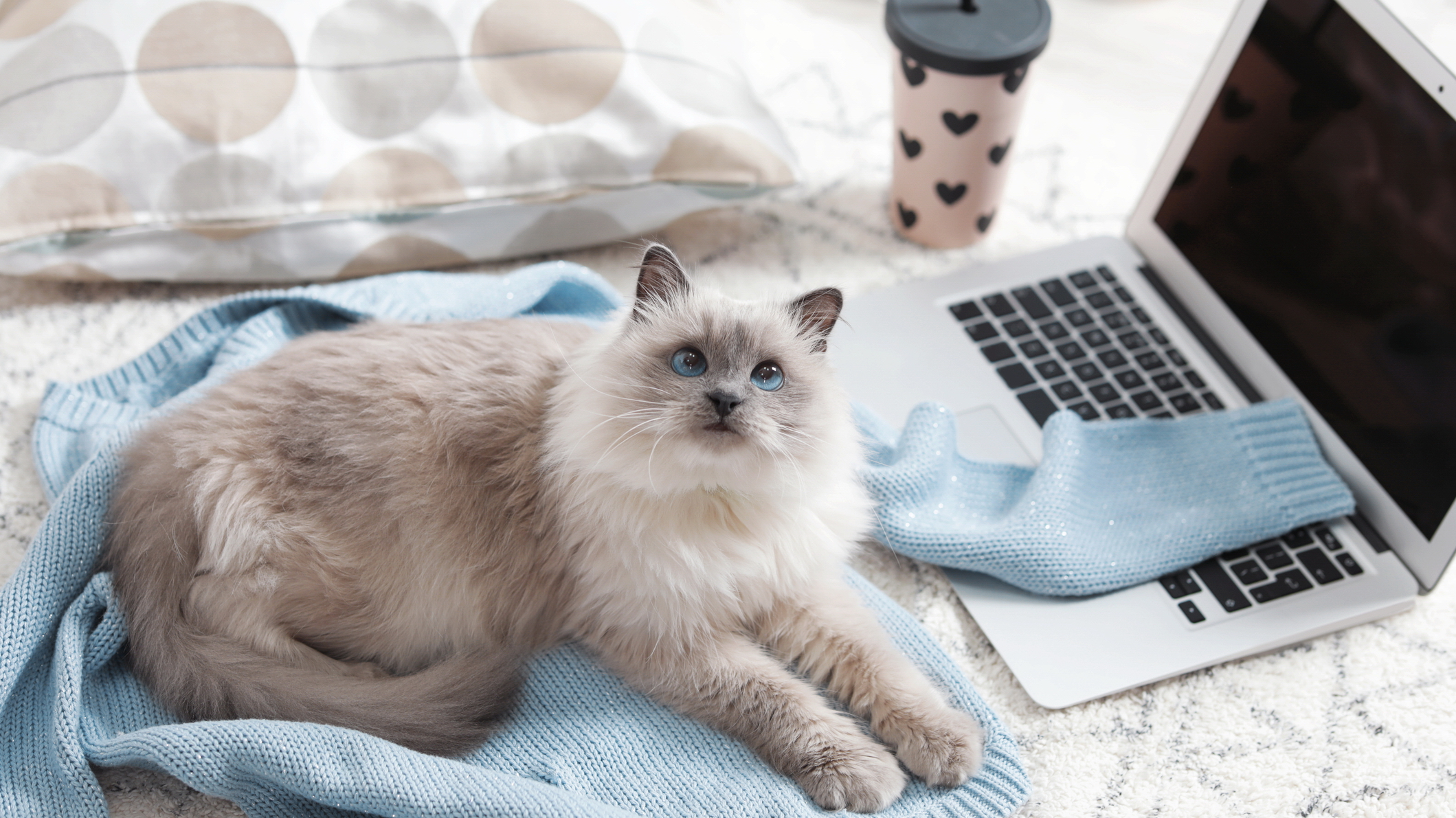 Complet interzis pentru românii care au pisici. Amenda este de 12.000 de lei oriunde în România ...