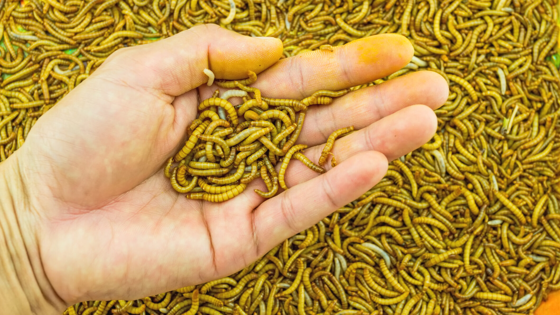 Vom mânca pudră din viermi. Schimbare totală în magazinele din România ...