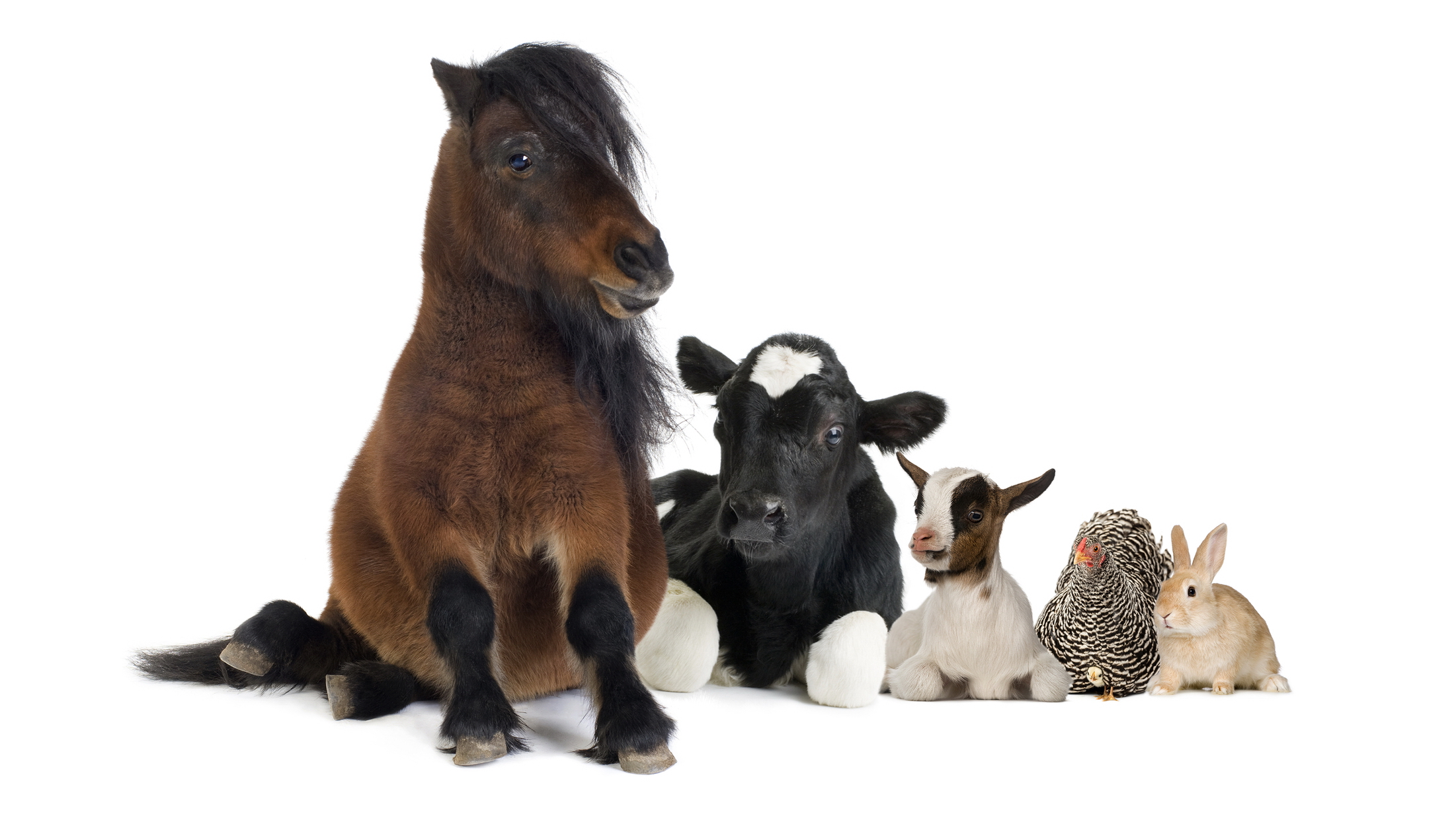 Dosar penal pentru stăpânii de animale. E interzis pentru proprietarii ...