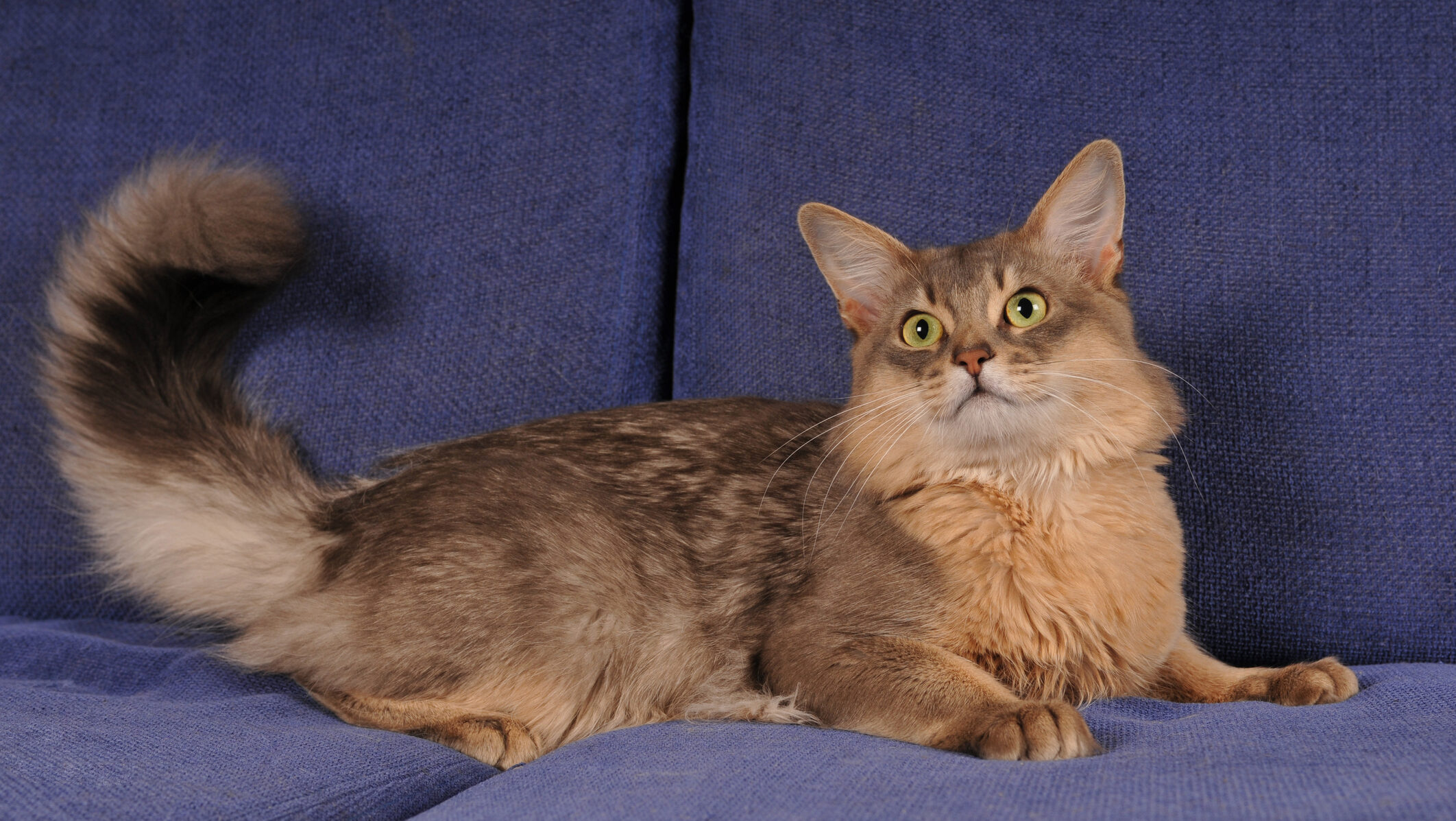 Obligatoriu pentru proprietarii de pisici. Toți trebuie să faceți asta în apartament sau la ...