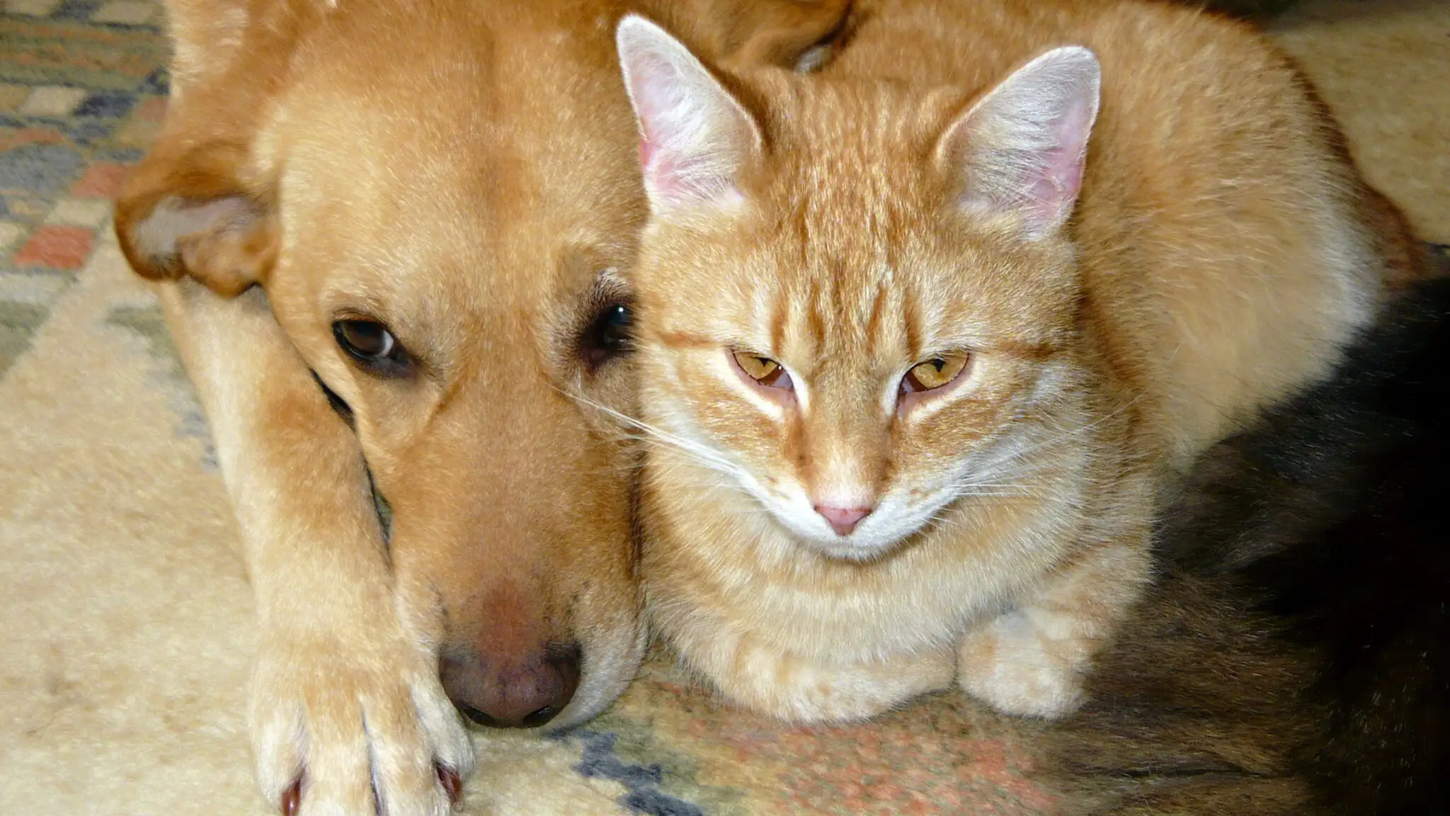 Obligație la cutremur pentru stăpânii animalelor de companie. Regulă ...