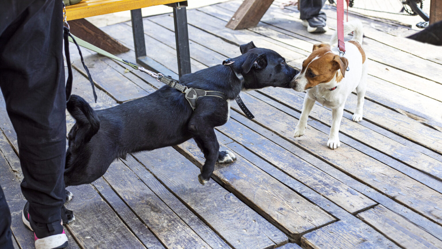 Obligatoriu pentru proprietarii de câini. Primești amendă 2.000 de lei. Este lege în România ...