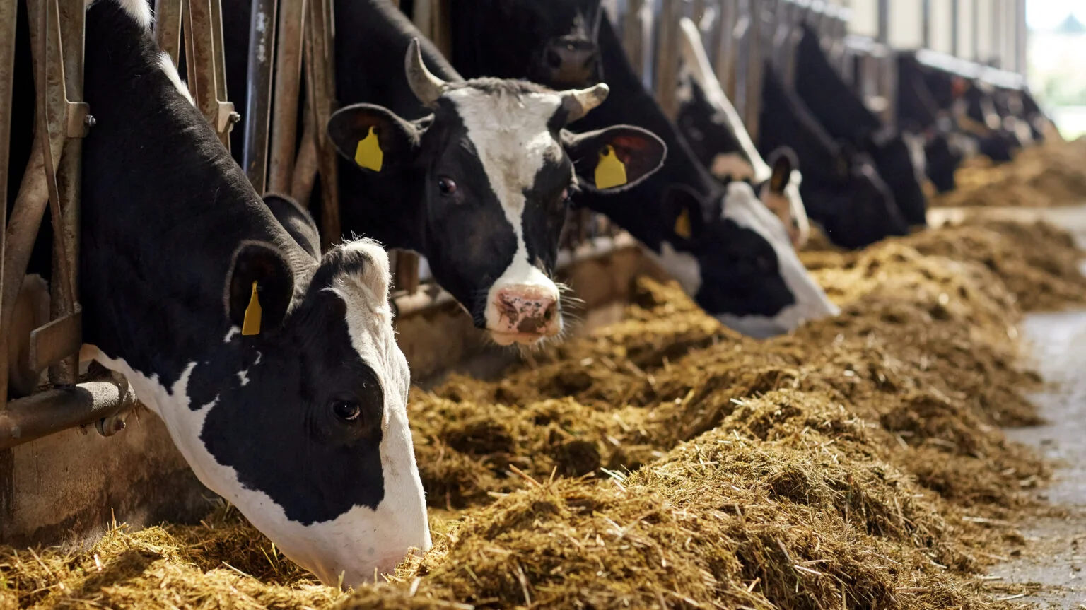 Bani pentru mii de români. S-au autorizat plățile. Când ajung sumele în ...