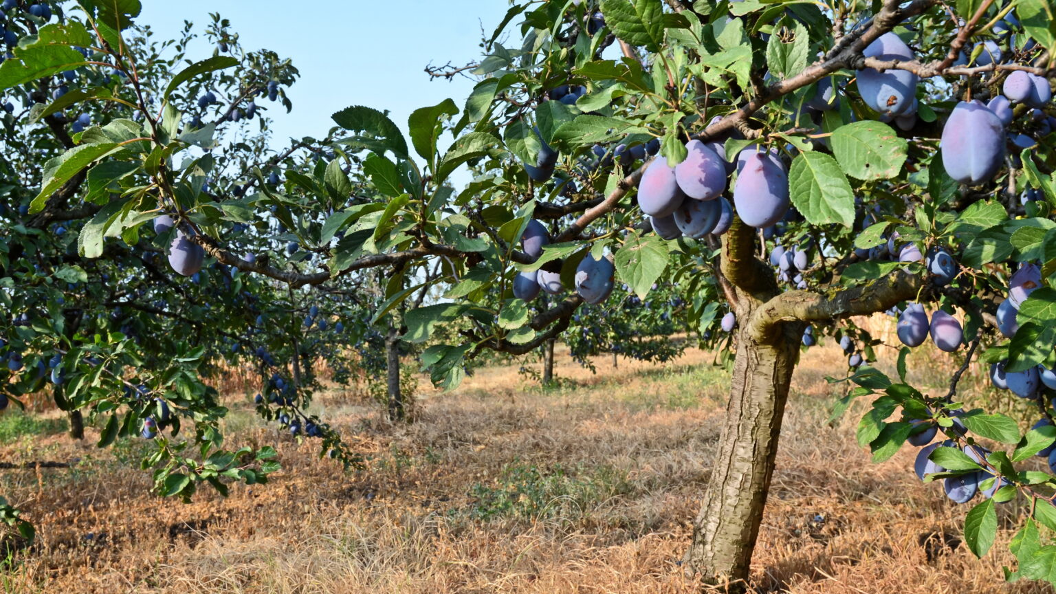 Obligatoriu pentru românii care au copaci în curte. August este ultima ...