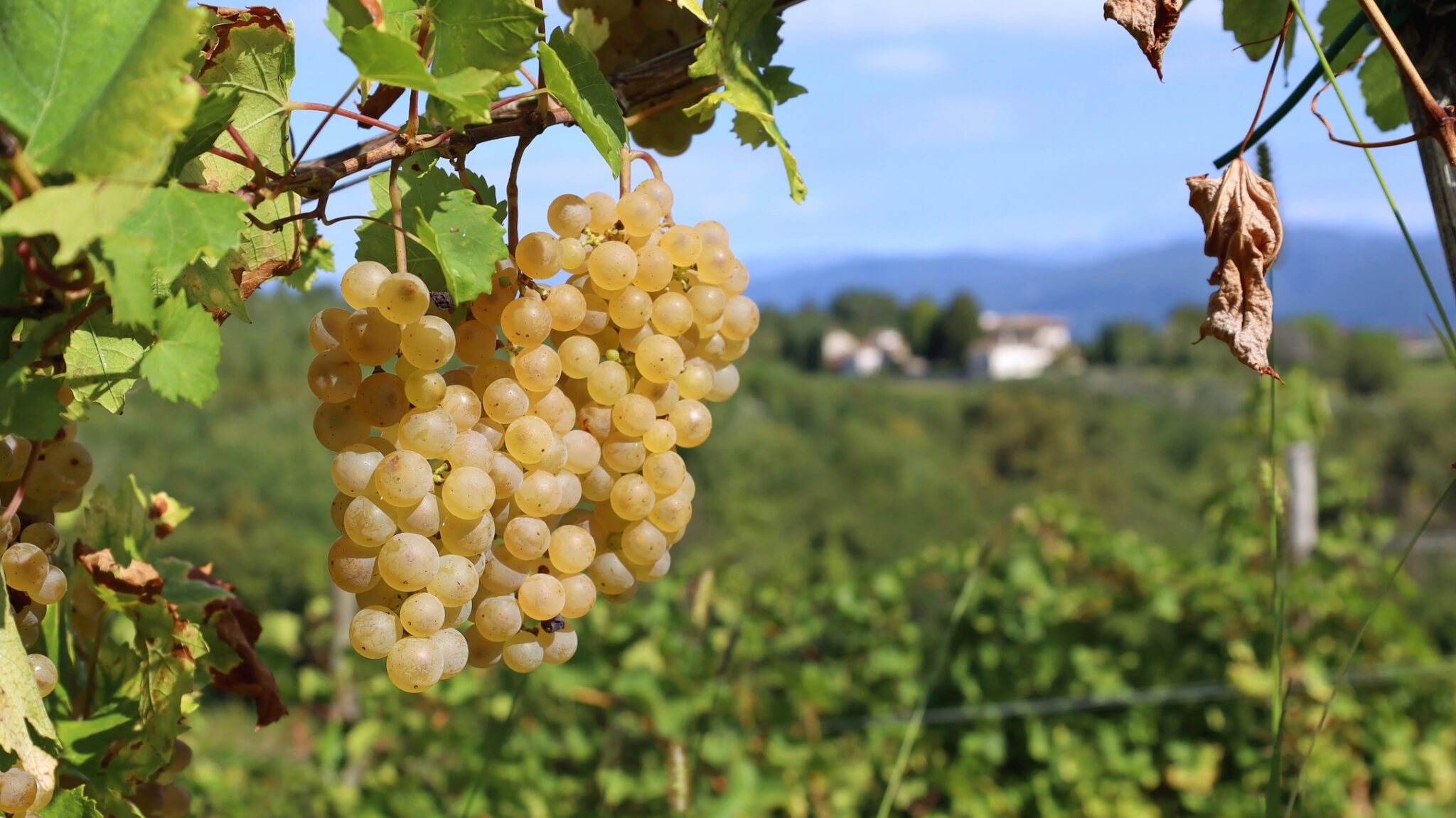 Cât costă un litru de must în această toamnă. Prețul strugurilor ...