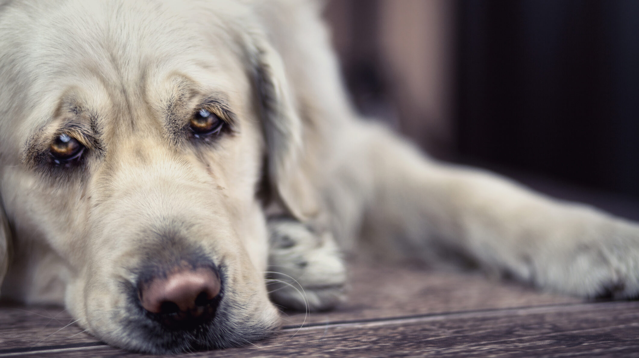 Lege pentru proprietarii de animale. Noi măsuri luate de autorități pentru protejarea animalelor