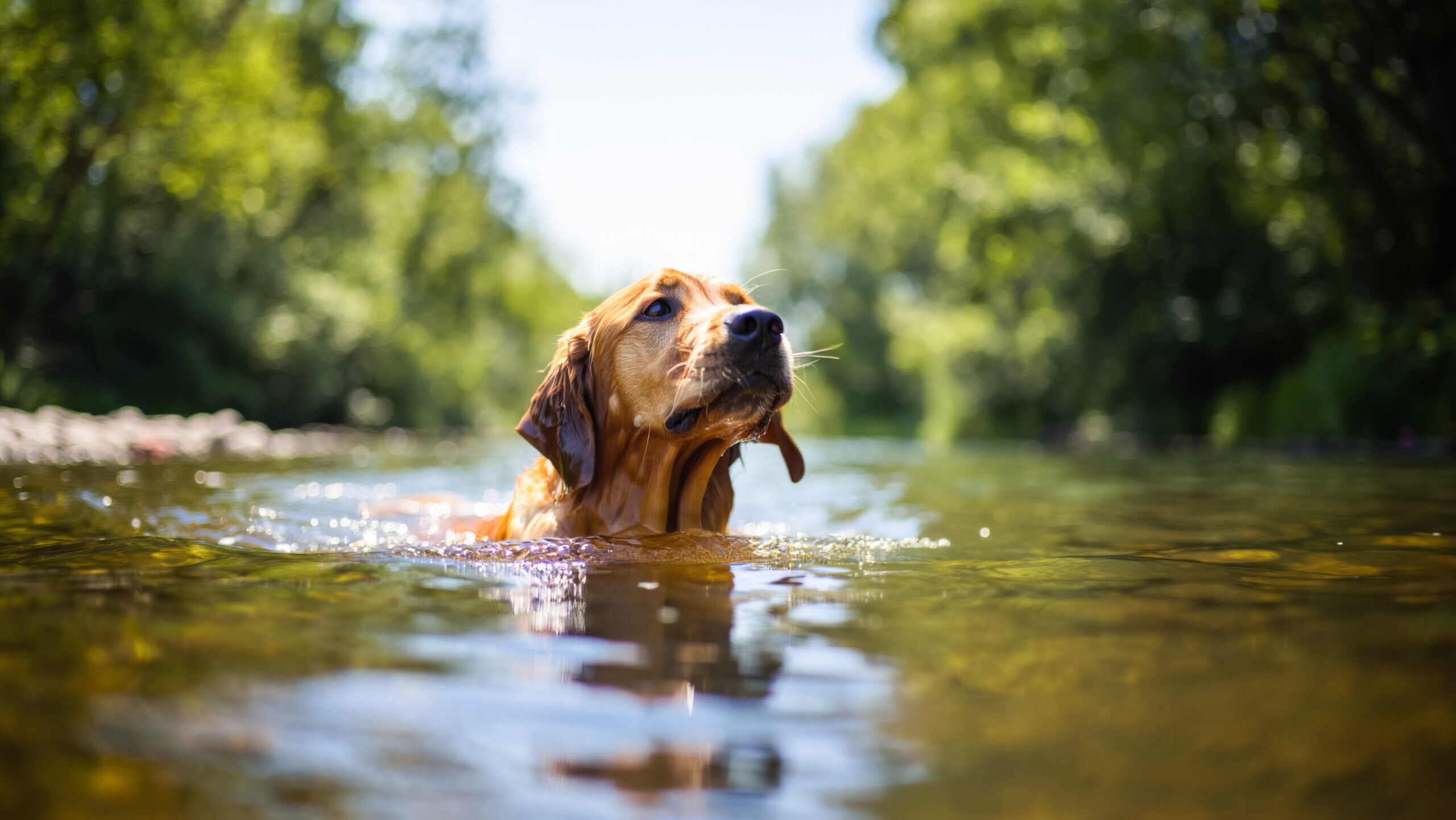 UE impune reguli noi pentru proprietarii de animale de companie. Toate ...