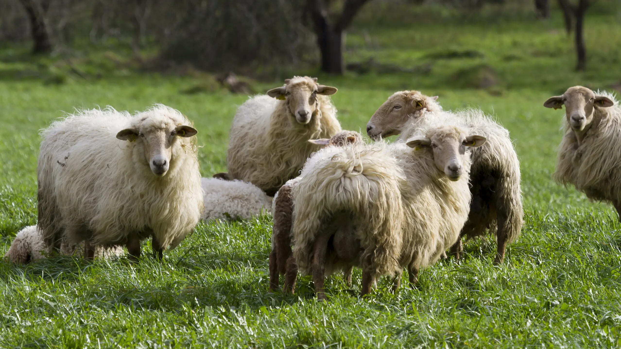 Exporturile de ovine, în centrul negocierilor cu Bruxelles-ul. ANSVSA ...