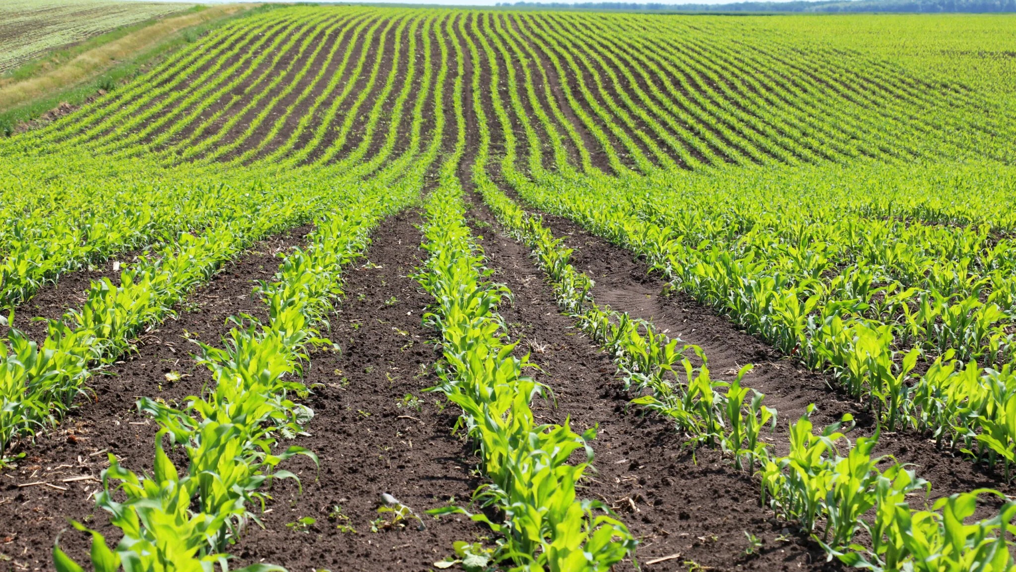 Știri și informaţii publicate in categoria Știri Externe