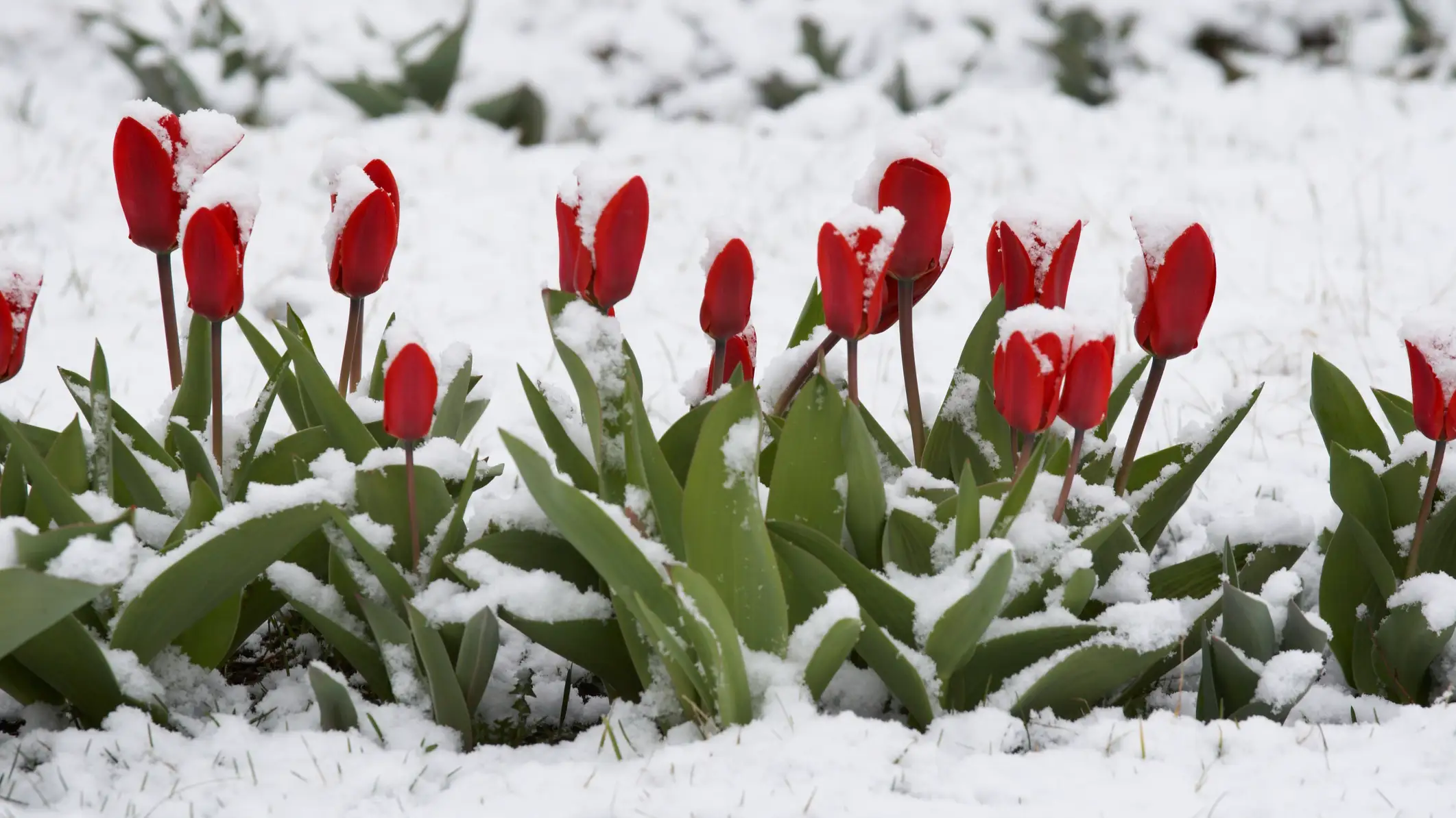 Zăpadă de Înviere. Alertă meteo ANM pentru weekendul de Paște. În ce ...